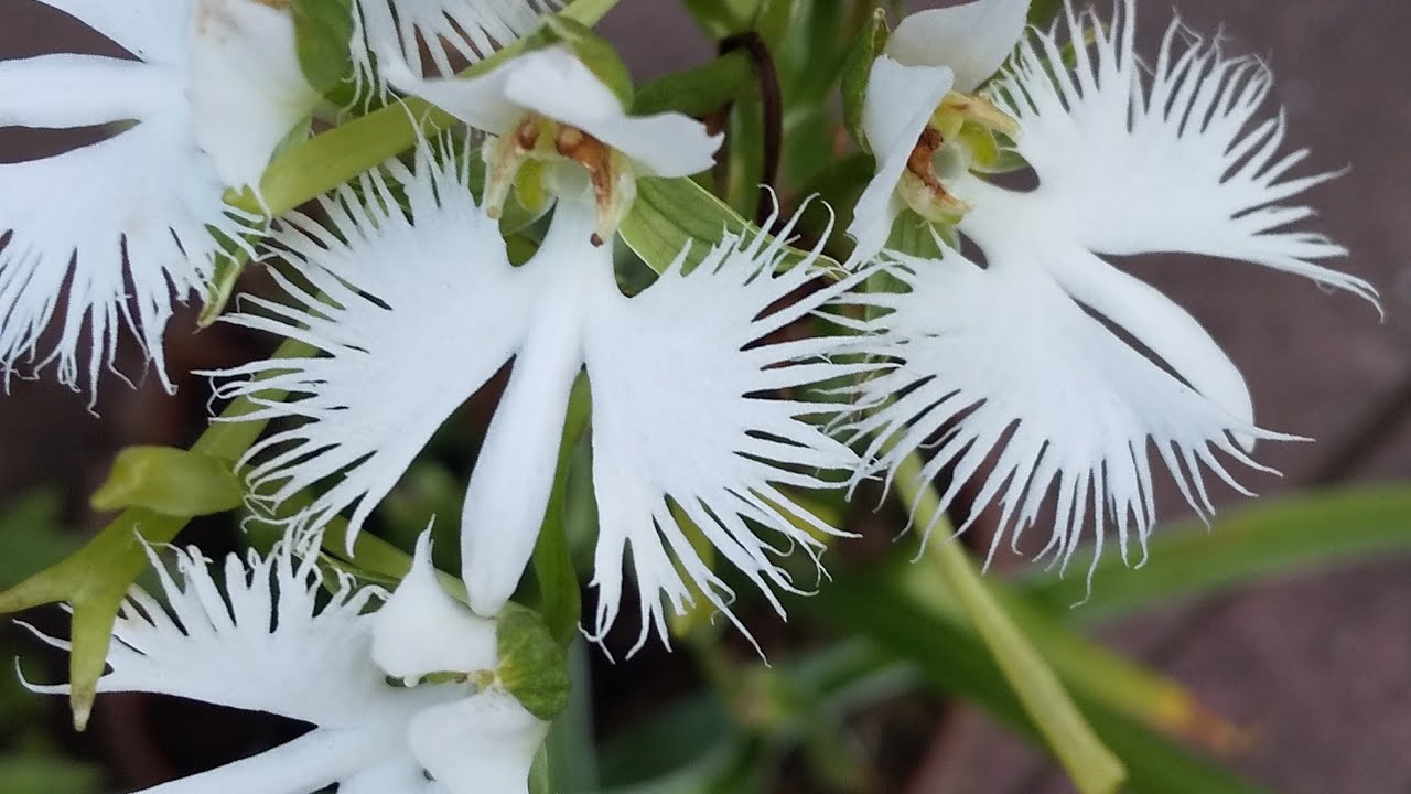 35歳の少女 - TKHUNT