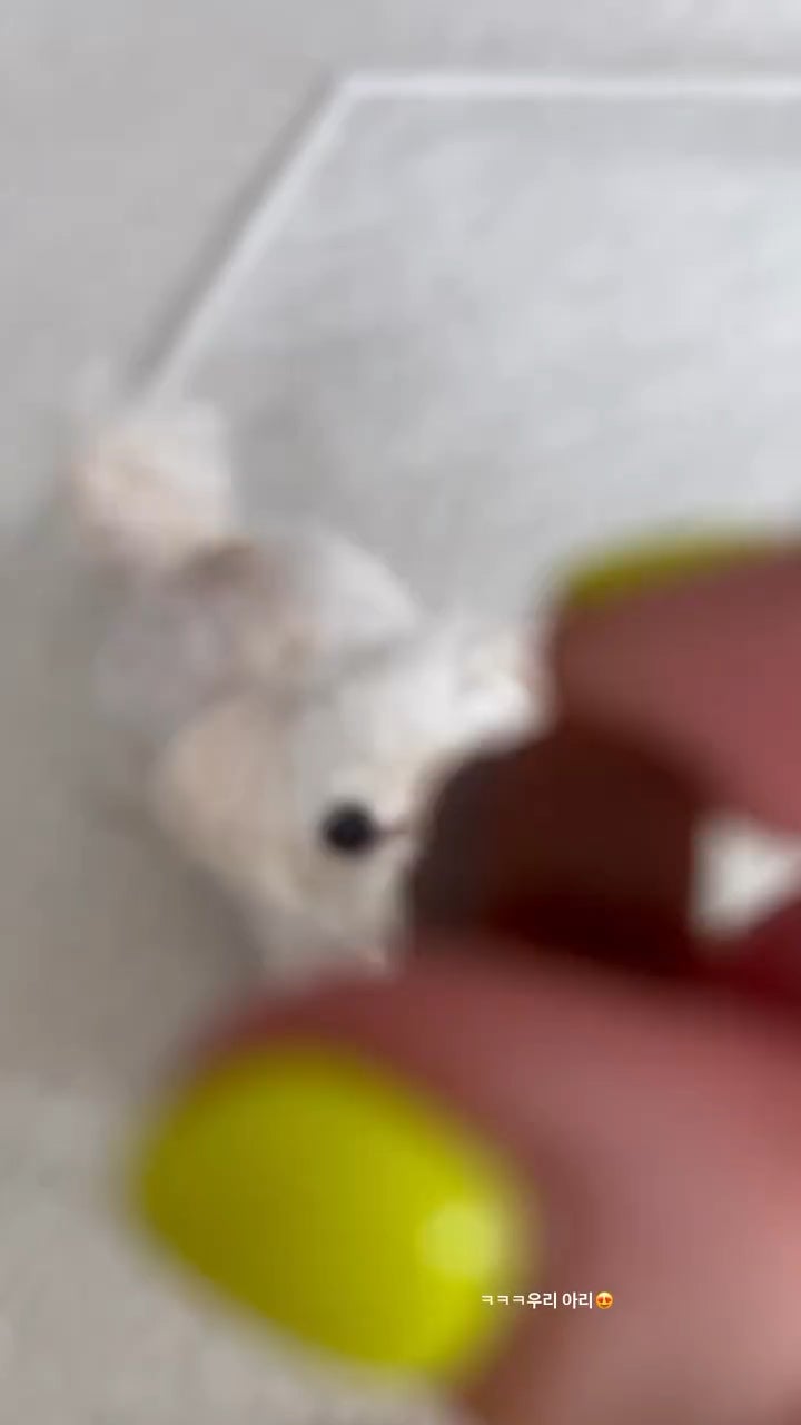 220823 ダヒョン Instagram ストーリー更新 - 「私たちのアリ 😍」 - TKHUNT