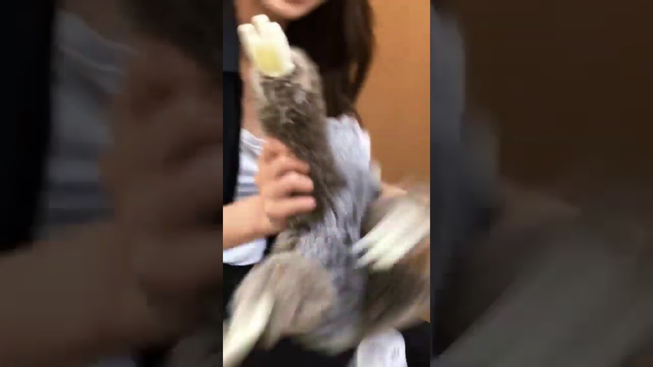 ★8/26_鷲尾伶菜③＆ツインタワー/ストーリー - TKHUNT