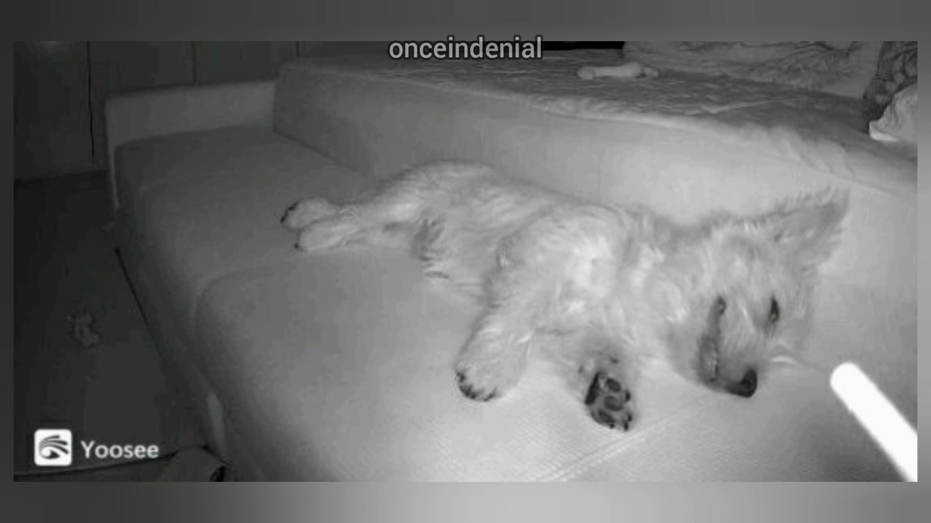 臭い犬トップ5 - TKHUNT