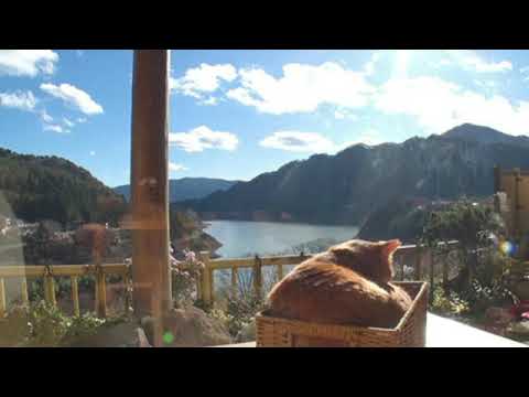 【見逃し配信】笑える泣ける動物スクープ100連発12月28日＜犬/赤ちゃん/猫/再放送＞2023年12月28日放送分 FULL - TKHUNT