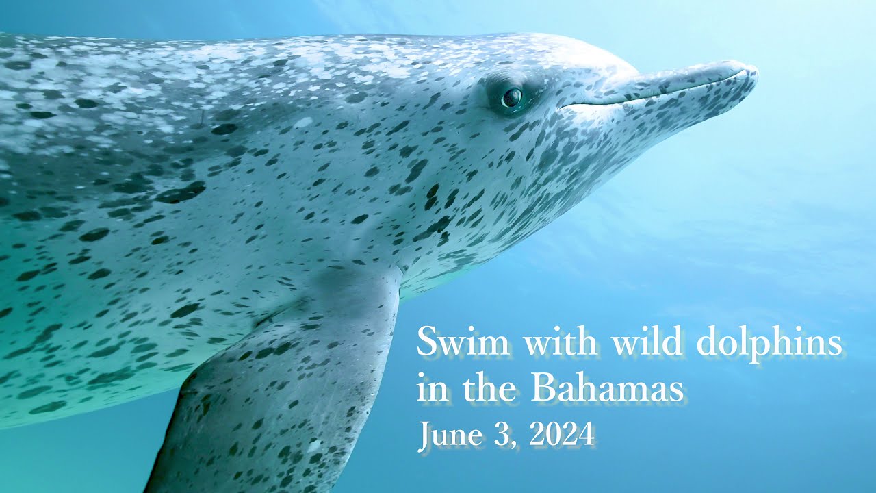 Swim with wild dolphins in Bahamas June 3, 2024 - TKHUNT