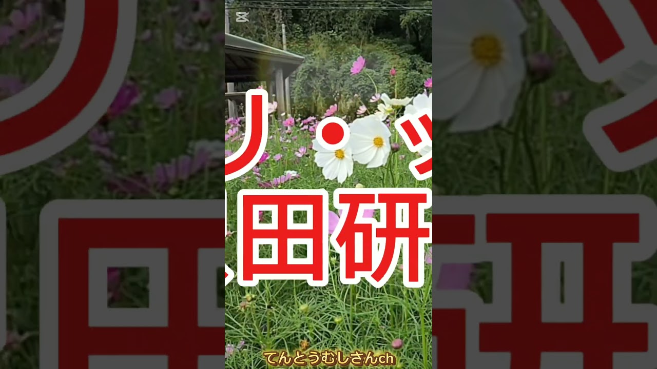 松田聖子 風立ちぬ第200回ザ・ベストテン#ショート - TKHUNT