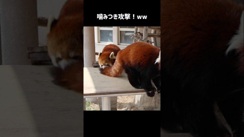 レイレイくんを攻撃しちゃう優香ちゃんw #shorts #レッサーパンダ #redpanda - TKHUNT